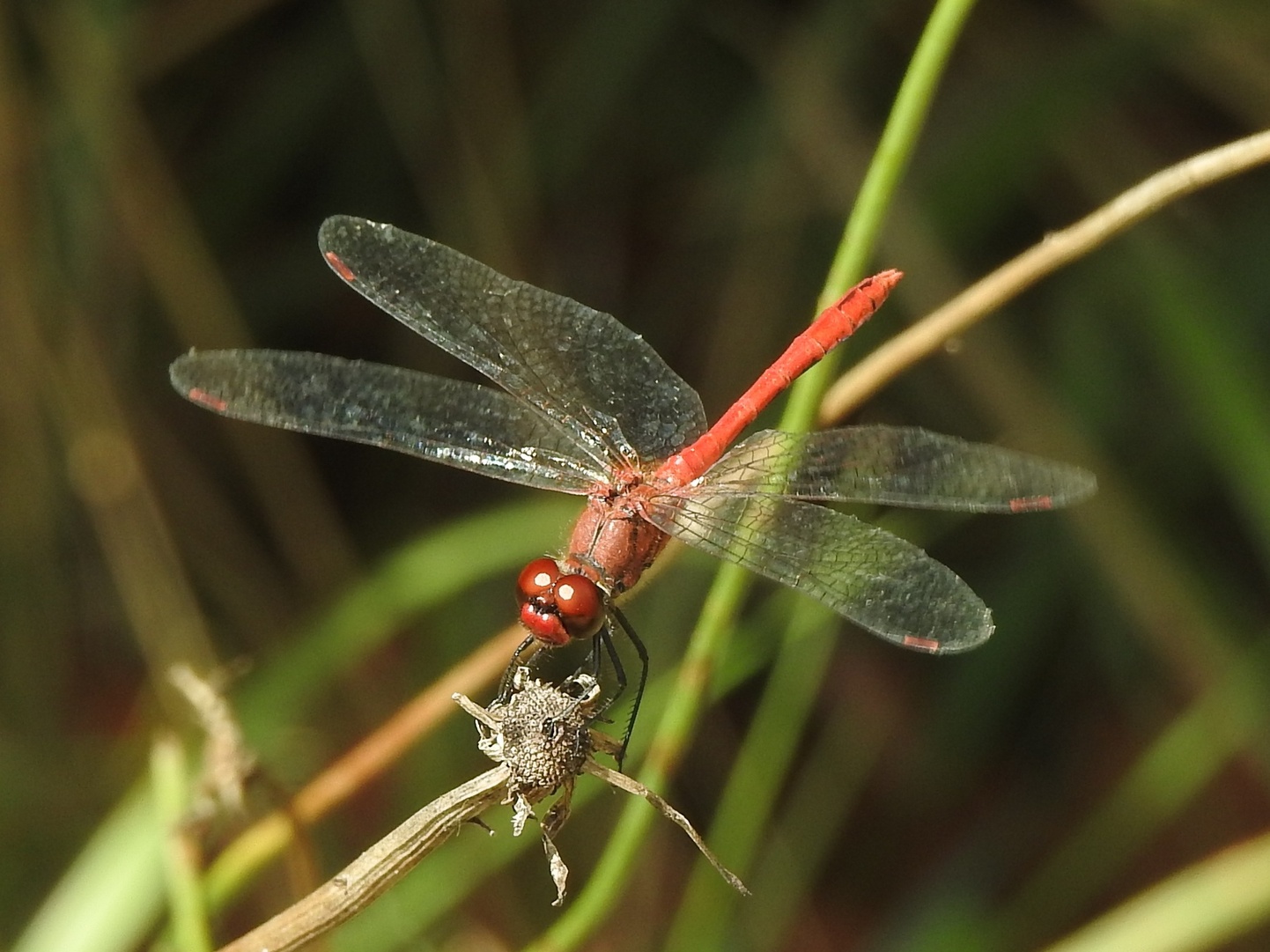 Reconnaitre les Sympetrum